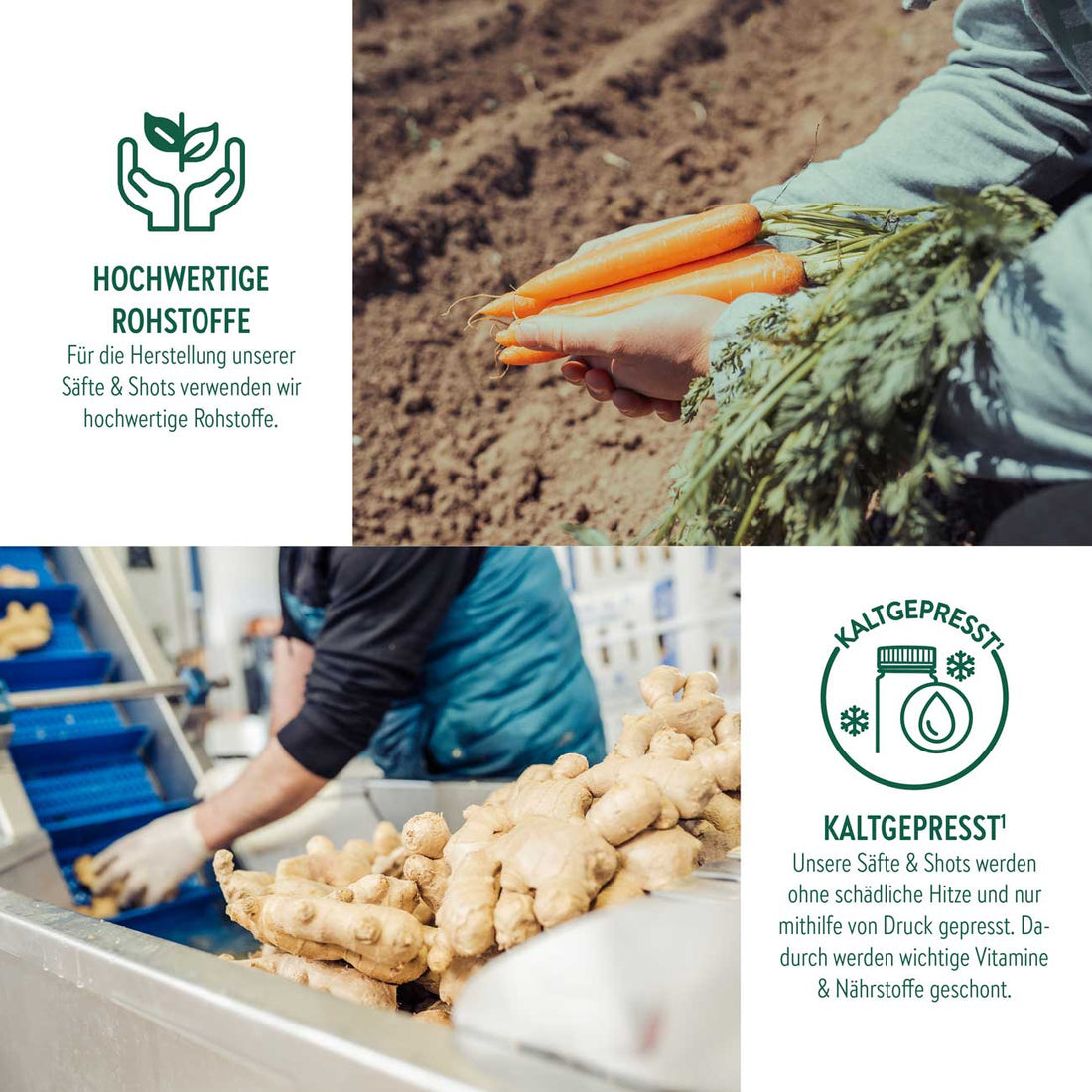 Bio Selleriekur: Die gesunde Kur mit Selleriesaft | LiveFresh